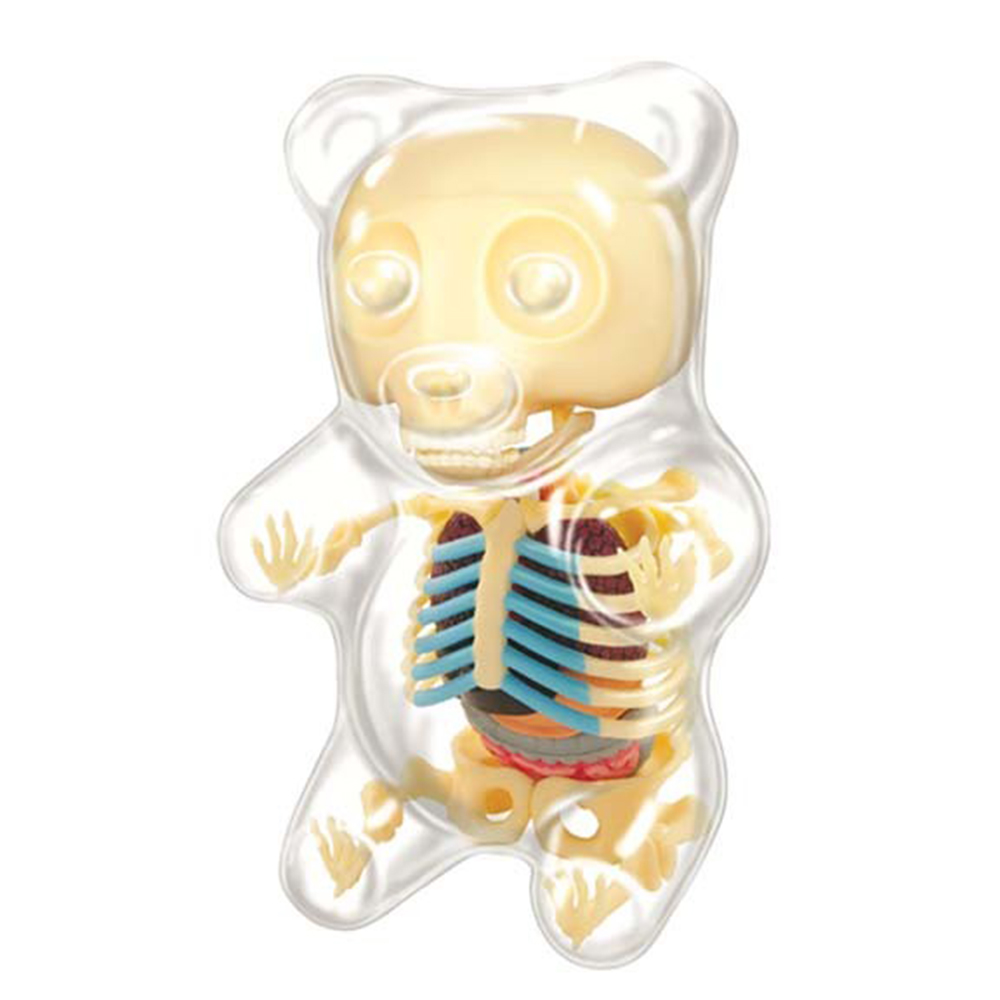 Gummi Bear Anatomy