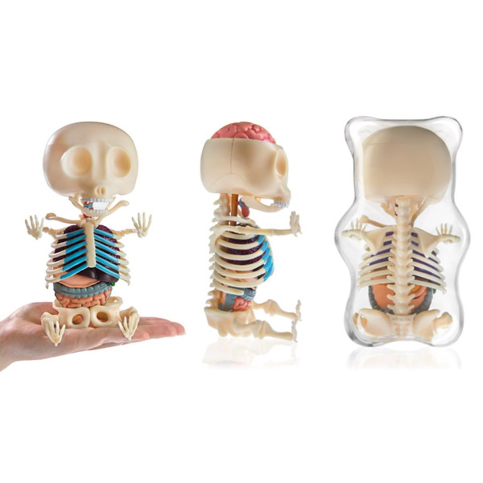 Anatomy Gummy Bear Clear Gummy Bear Anatomy | There's More To This