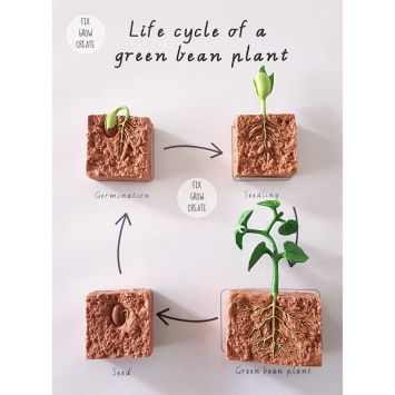 Bean Plant Life Cycle