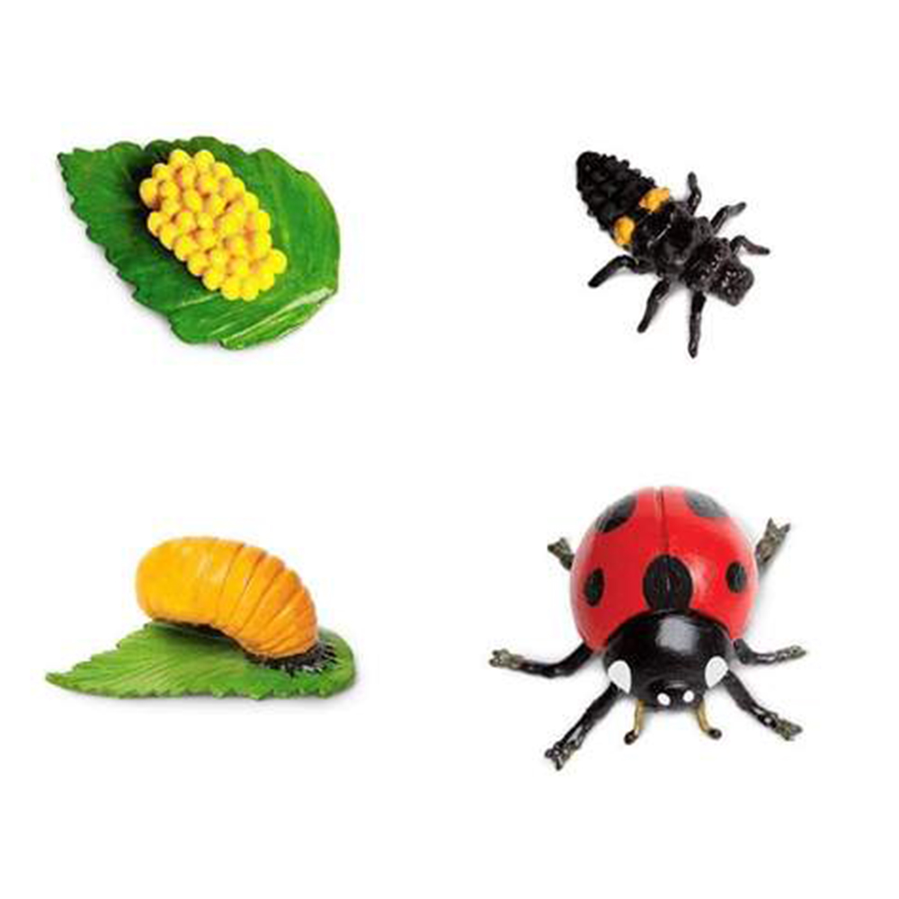 Ladybug lifecycle set
