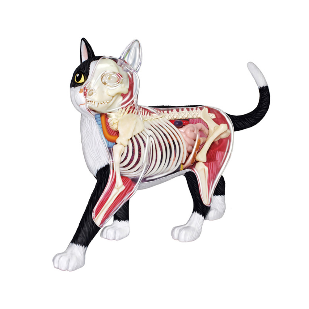 Cat Anatomy Model