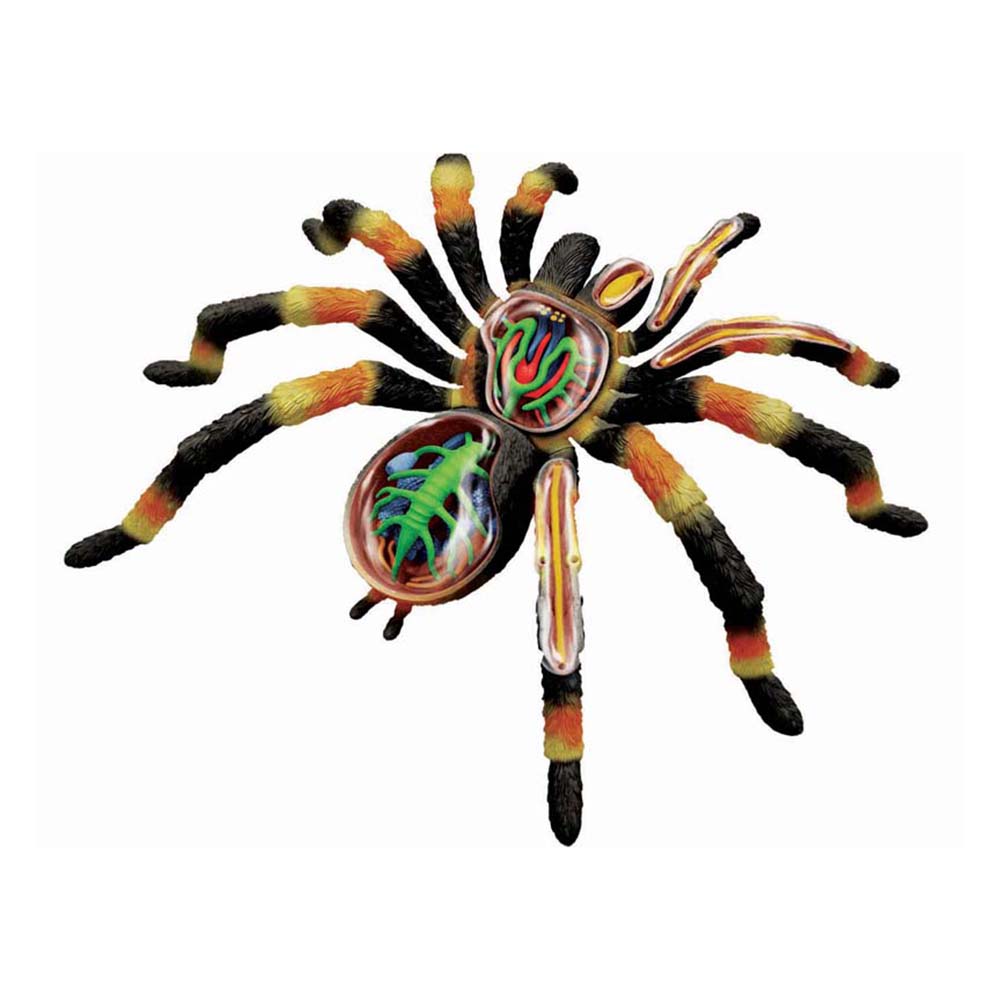 Tarantula Anatomy