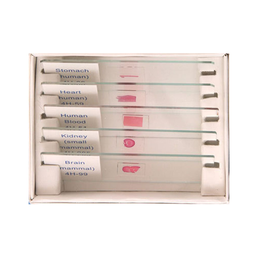 Prepared slide set blood and guts specimens