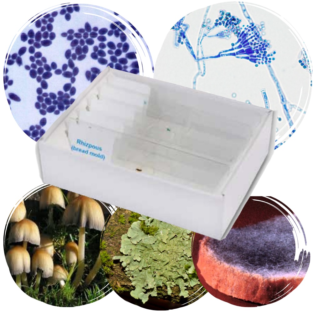 Prepared slide kit teaches kids about fungus