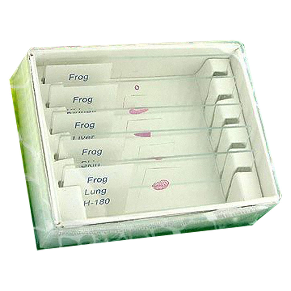 Frog specimen prepared slide kit teaches kids biology