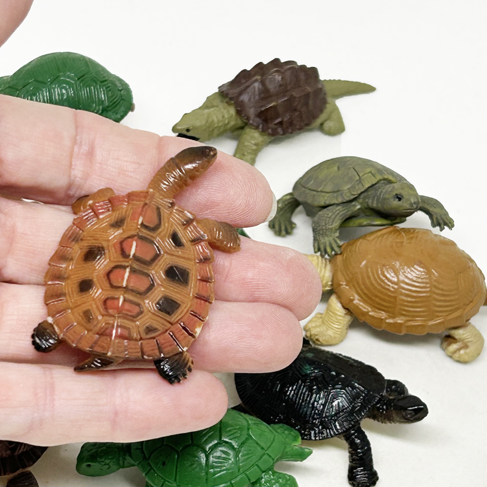 Small turtles and tortoises