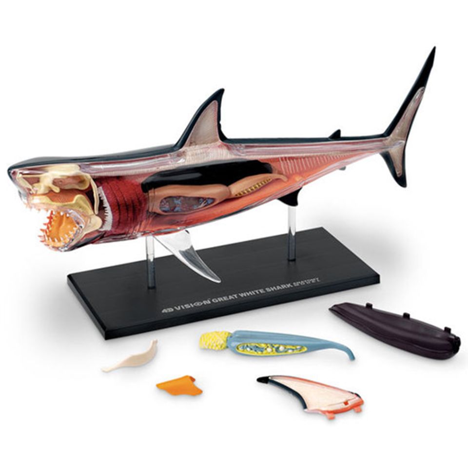 Great White Shark Anatomy Model 4D Vision Great White Shark Anatomy