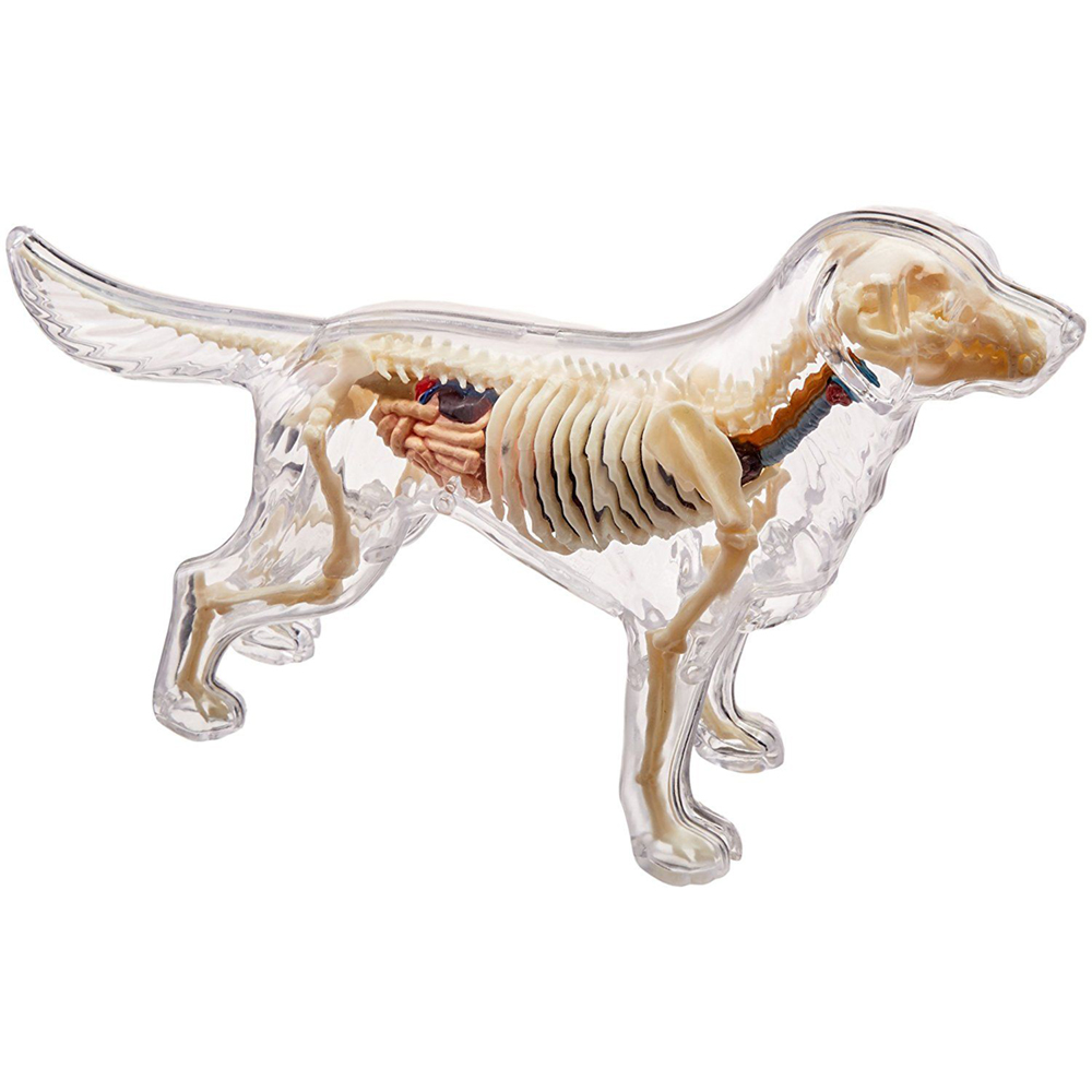 Dog Anatomy Model