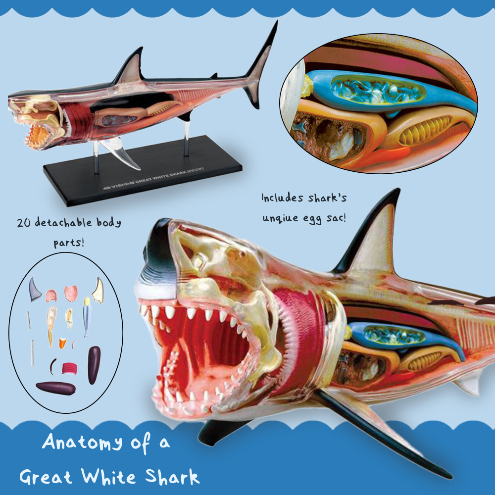 Great White Shark Anatomy Model