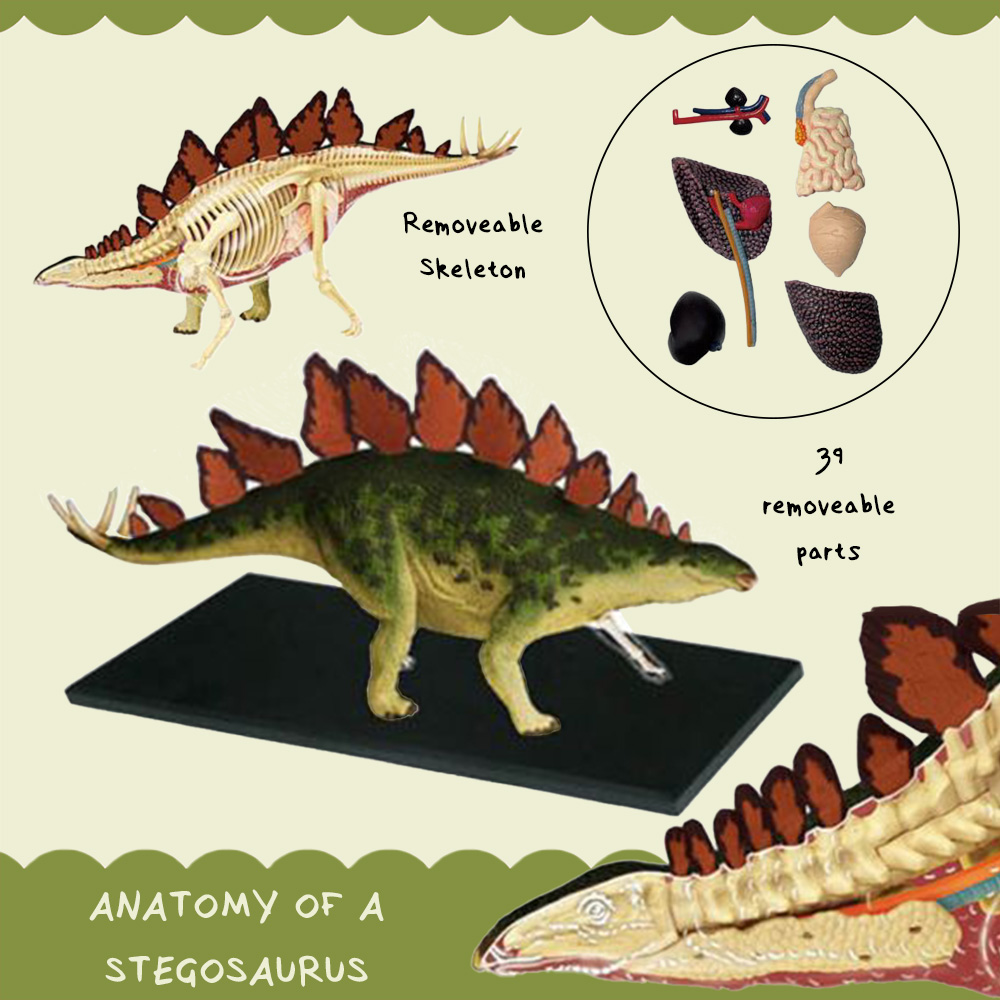Anatomy of a Stegosaurus